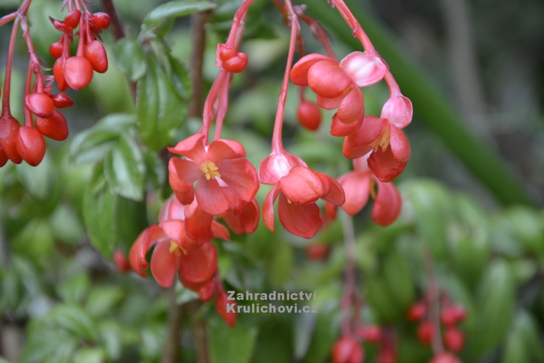Begonia fuchsioides " Red " - begonie, kysala Zahradnictví Krulichovi ...