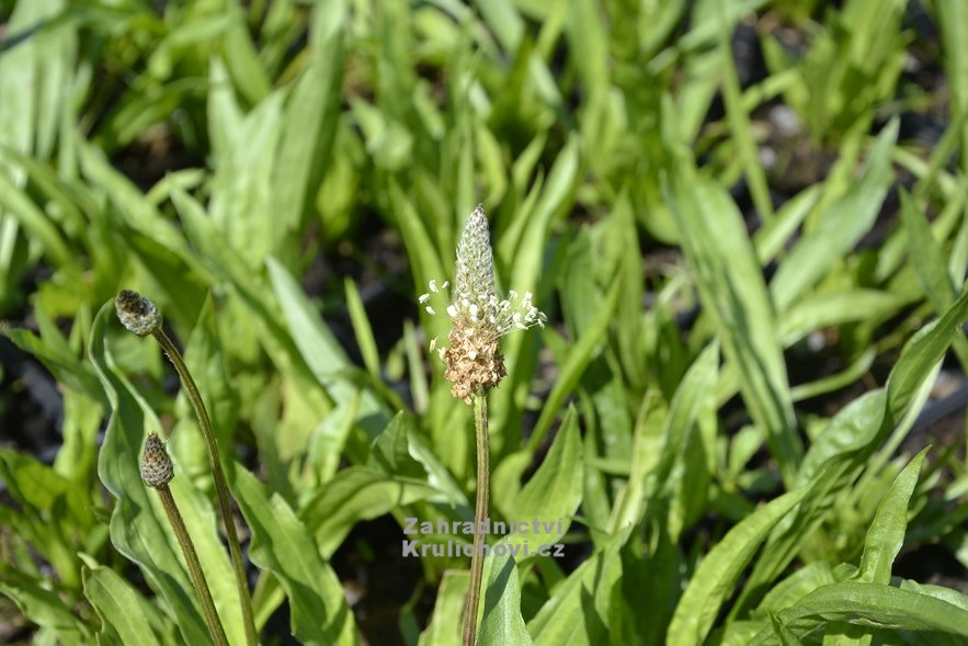 Plantago lanceolata " Libor " - jitrocel kopinatý Zahradnictví ...