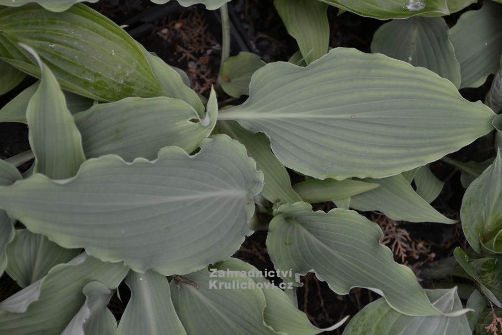 Hosta " Blue Cascade " - hosta, bohyška Zahradnictví Krulichovi ...