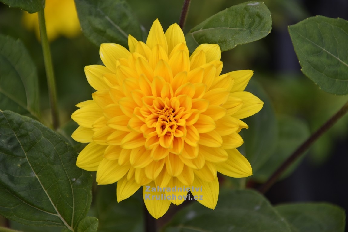 Helianthus " Sunshine Daydream " ® - slunečnice vytrvalá Zahradnictví ...