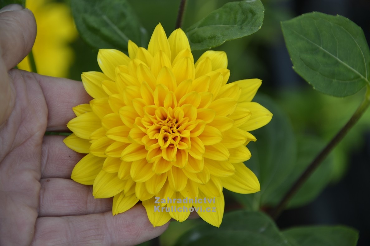 Helianthus " Sunshine Daydream " ® - slunečnice vytrvalá Zahradnictví ...