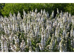 Salvia nemorosa " Salute™ White " - šalvěj hajní Zahradnictví ...