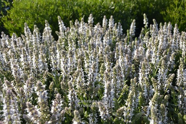 Salvia nemorosa " Salute™ White " - šalvěj hajní Zahradnictví ...