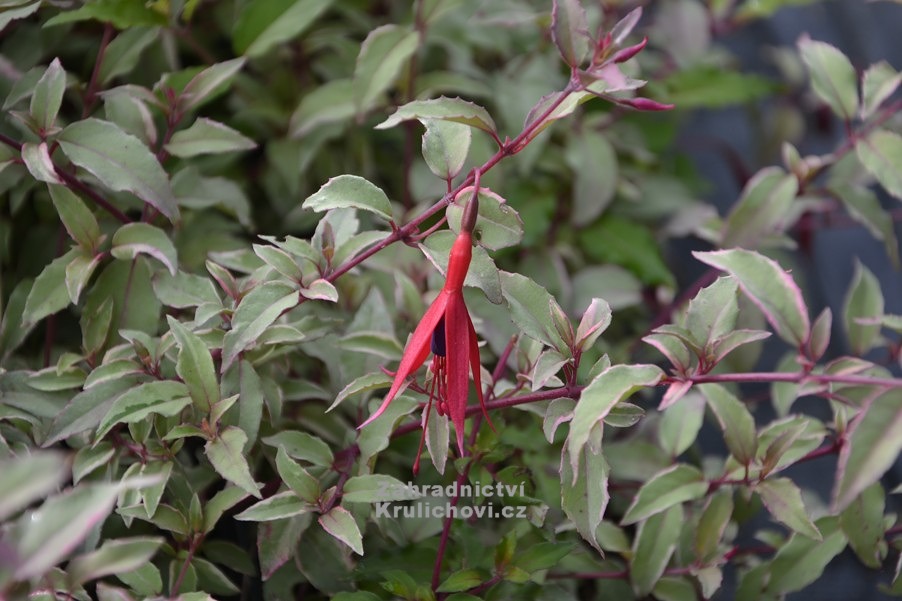 Fuchsia magellanica " Tricolor " - fuchsie, čílko Zahradnictví ...