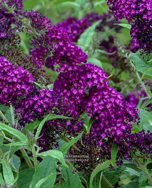 Buddleja davidii HUMDINGER® " Magenta Munchkin " - komule davidova ...