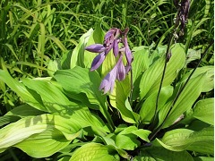 Hosta " Lipstick Blonde " - bohyška Zahradnictví Krulichovi ...
