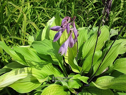 Hosta " Lipstick Blonde " - bohyška Zahradnictví Krulichovi ...