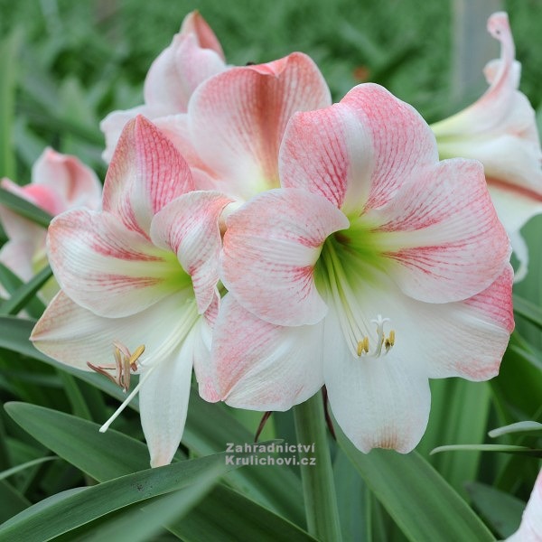 Hippeastrum ( syn. Amaryllis ) " Apple Blossom " - amarylis, hvězdník ...