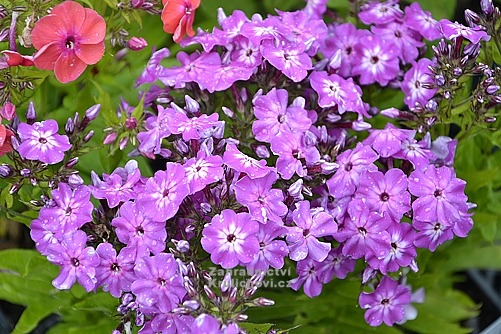 Phlox paniculata " Early Purple Eye " ® - flox, plamenka latnatá ...
