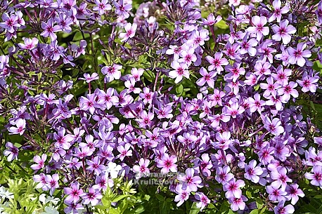 Phlox paniculata " Early Purple Pink Eye " ® - flox, plamenka latnatá ...