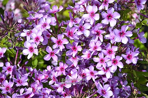 Phlox paniculata " Early Purple Pink Eye " ® - flox, plamenka latnatá ...