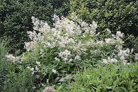 Polygonum ( Persicaria ) polymorphum - rdesno Zahradnictví Krulichovi ...