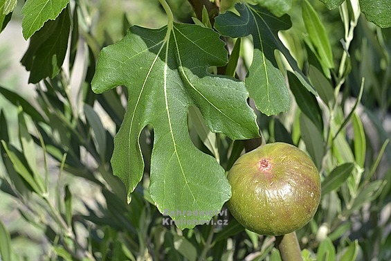 Ficus carica " Fiorone " - fíkovník, smokvoň Zahradnictví Krulichovi ...