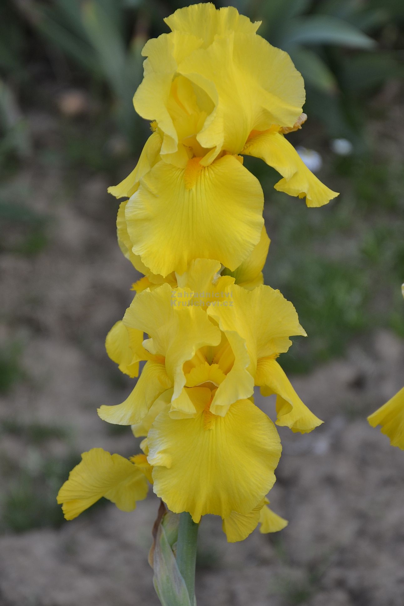 Iris x barbata Elatior " Berkeley Gold " - iris, kosatec Zahradnictví ...