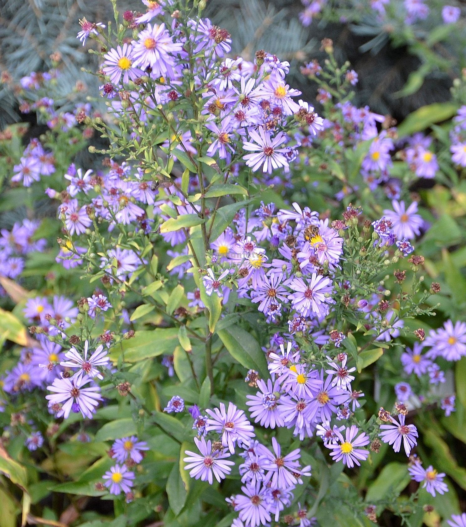 Aster laevis - astra, hvězdnice hladká Zahradnictví Krulichovi ...