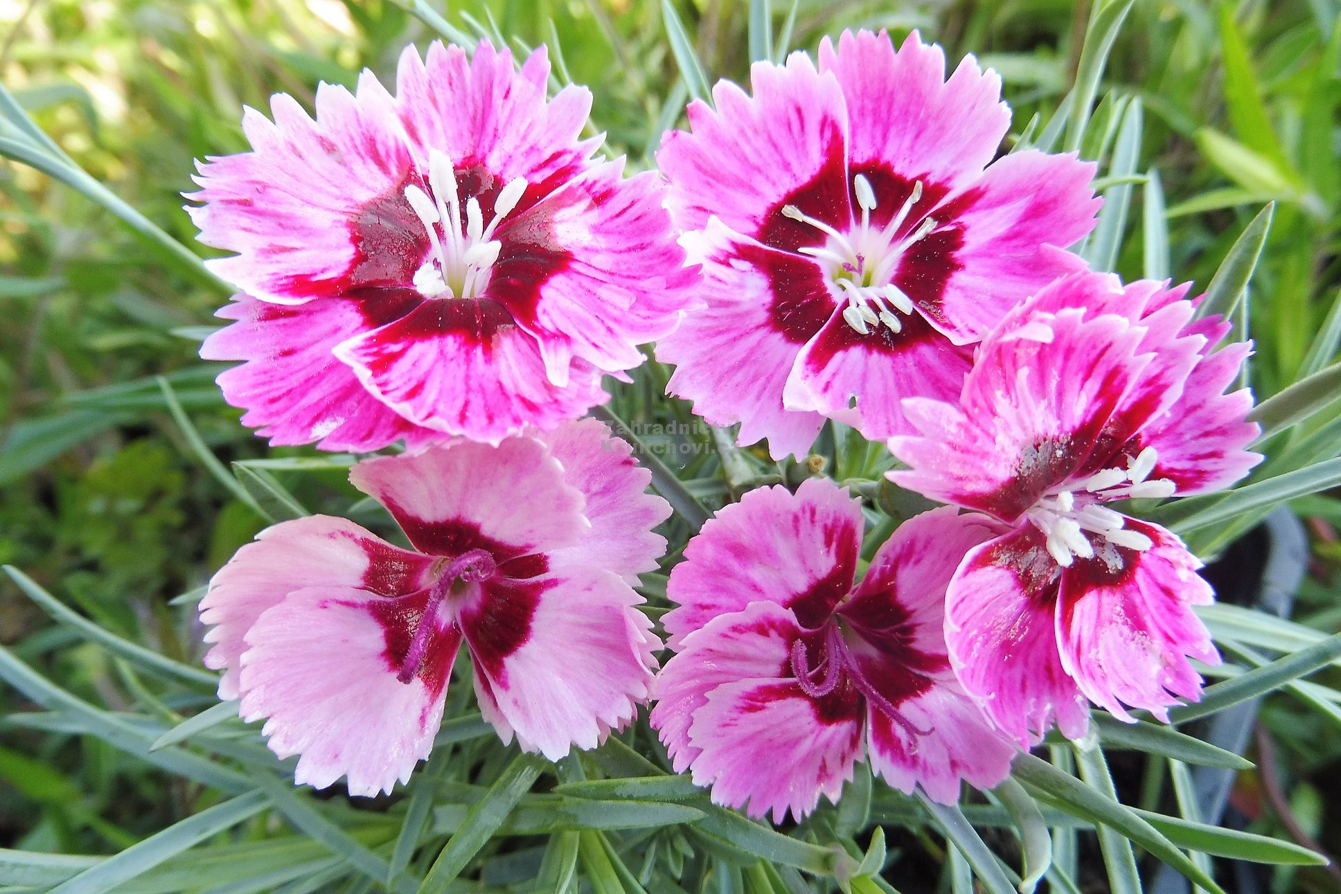 Dianthus " Supernova " ® - karafiát, hvozdík Zahradnictví Krulichovi ...