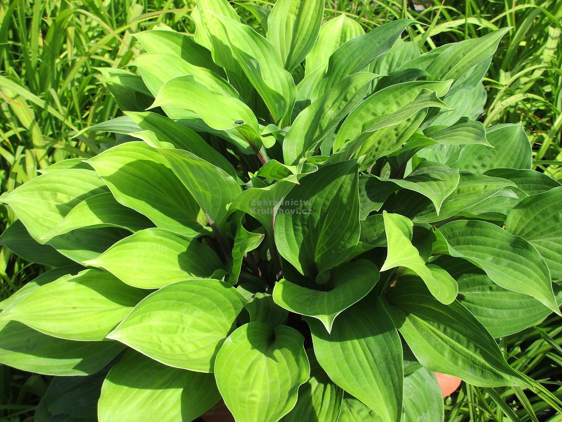 Hosta " Bonfire " - bohyška Zahradnictví Krulichovi - zahradnictví ...