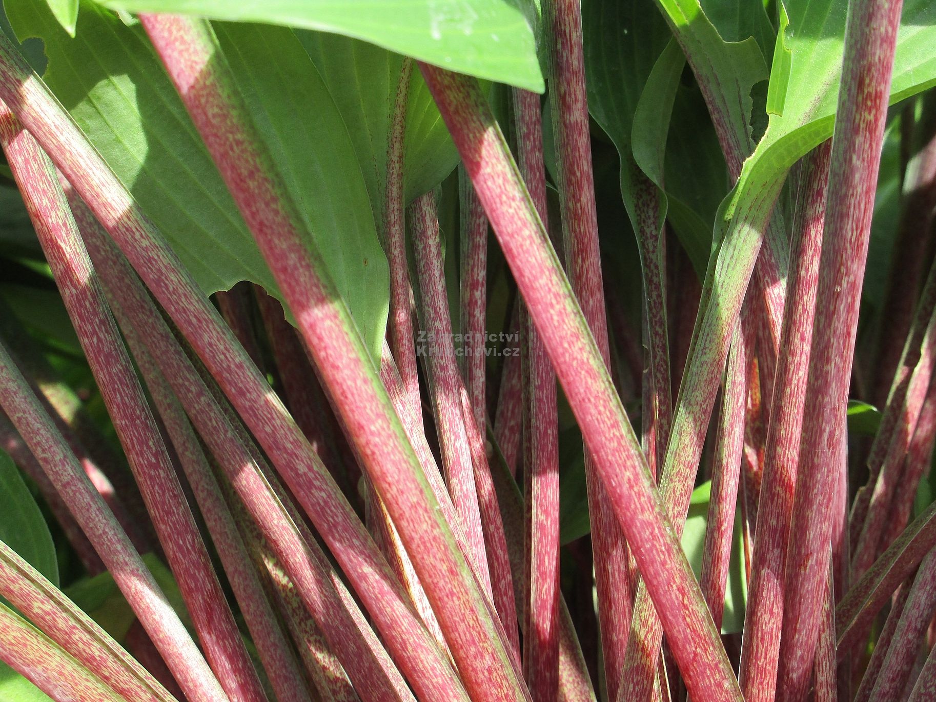 Hosta " Bonfire " - bohyška Zahradnictví Krulichovi - zahradnictví ...