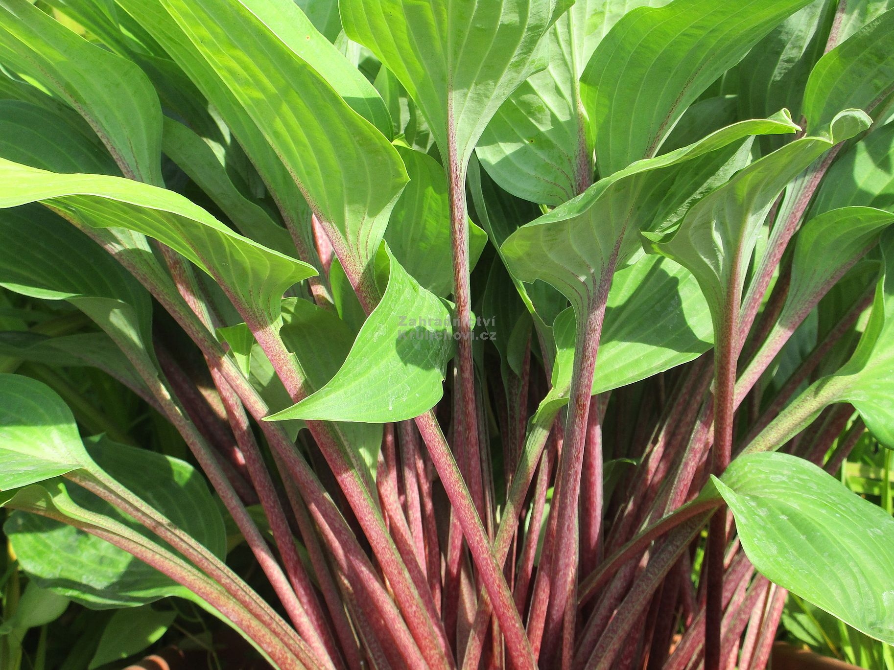 Hosta " Bonfire " - bohyška Zahradnictví Krulichovi - zahradnictví ...