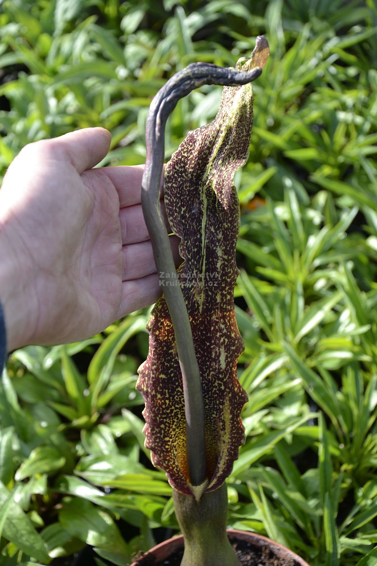 Arum cornutum ( Sauromatum venosum ) - užovník, vůdů lilie Zahradnictví ...