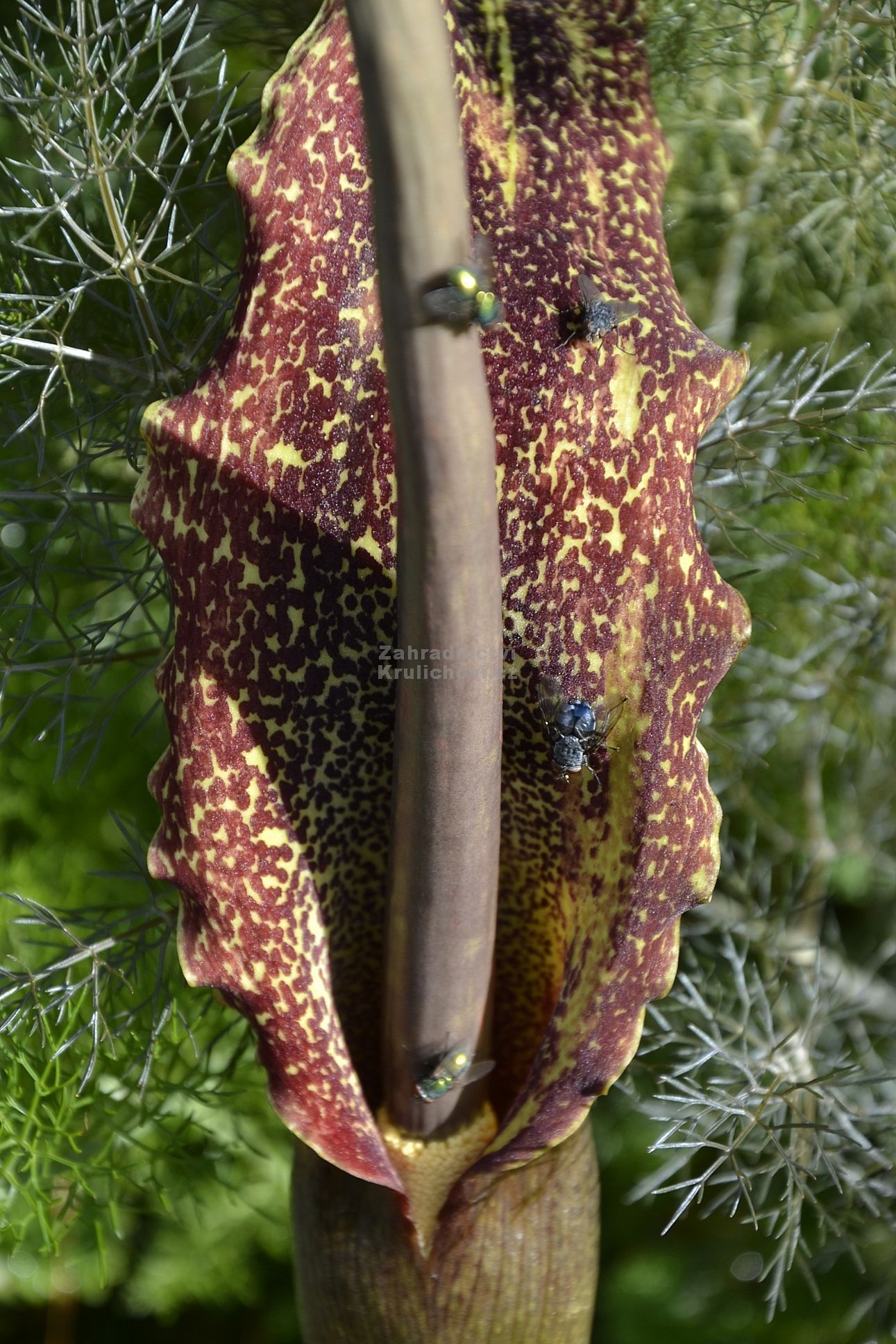 Arum cornutum ( Sauromatum venosum ) - užovník, vůdů lilie Zahradnictví ...