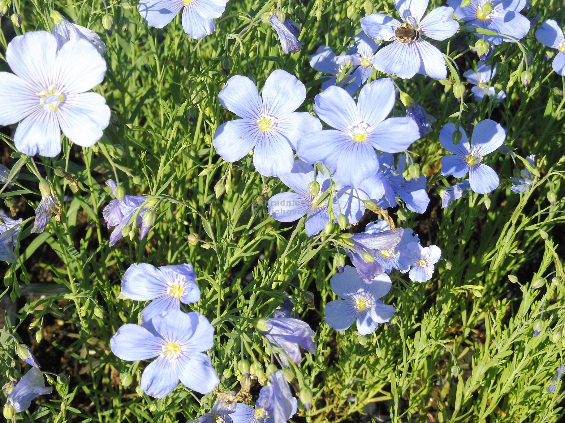 Linum perenne subsp. alpinum - len vytrvalý nízký Zahradnictví ...