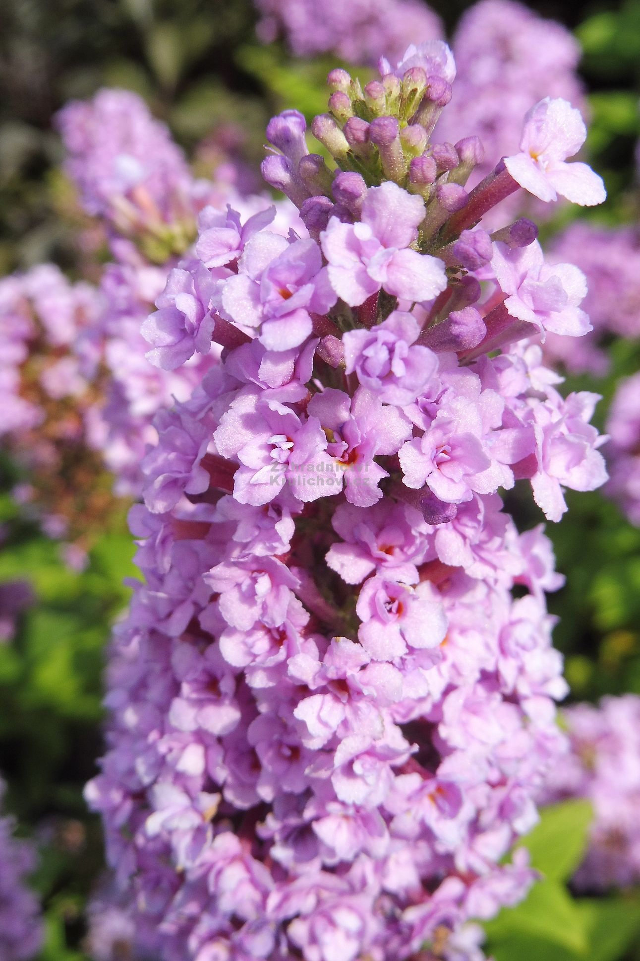 Buddleja davidii " High Five Purple " ® - komule davidova, motýlí keř ...