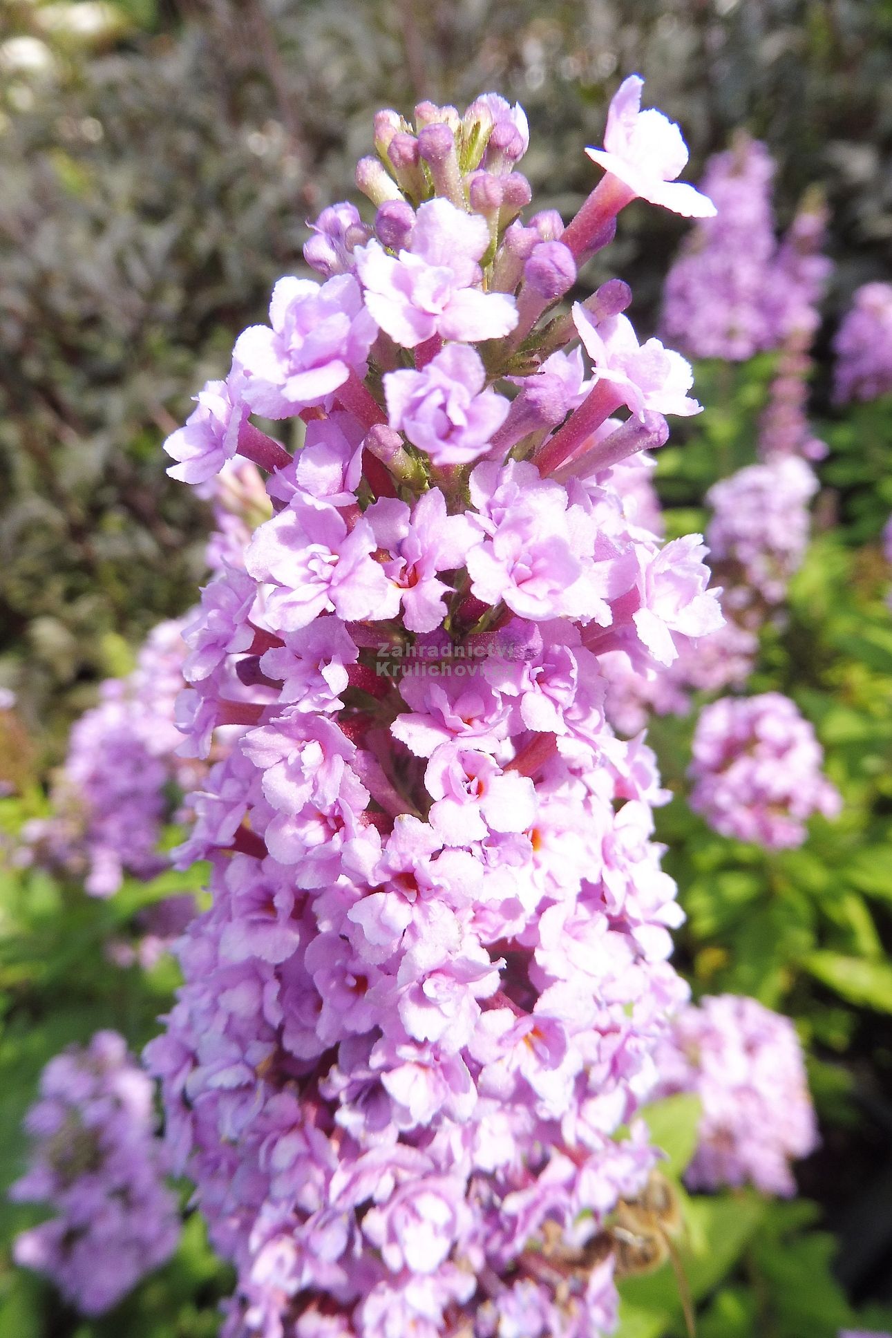 Buddleja davidii " High Five Purple " ® - komule davidova, motýlí keř ...