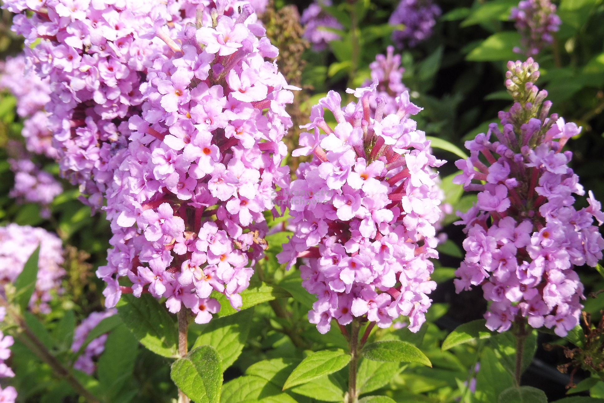 Buddleja davidii " High Five Purple " ® - komule davidova, motýlí keř ...
