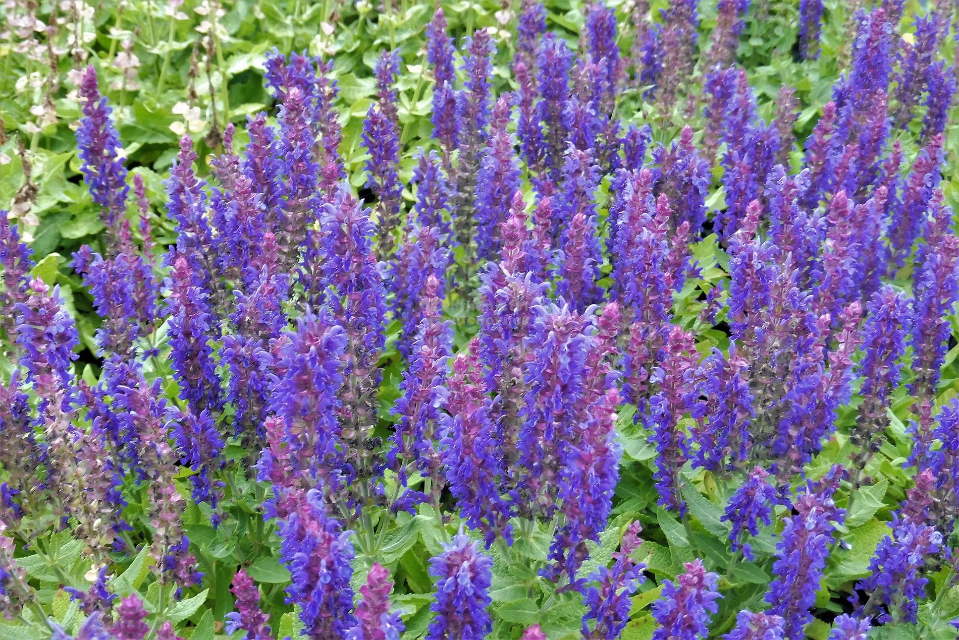 Salvia nemorosa " Rianne " ® - šalvěj hajní Zahradnictví Krulichovi ...