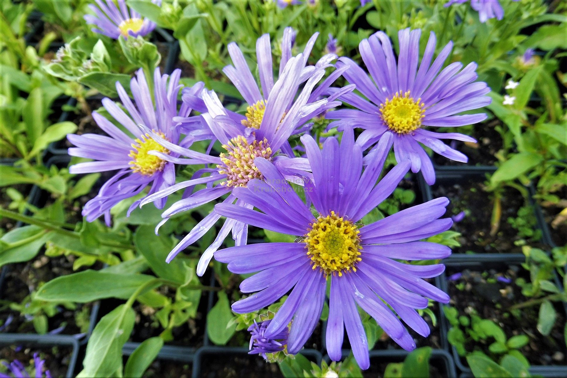 Aster amellus " Blue King " - astra, hvězdnice chlumní Zahradnictví ...