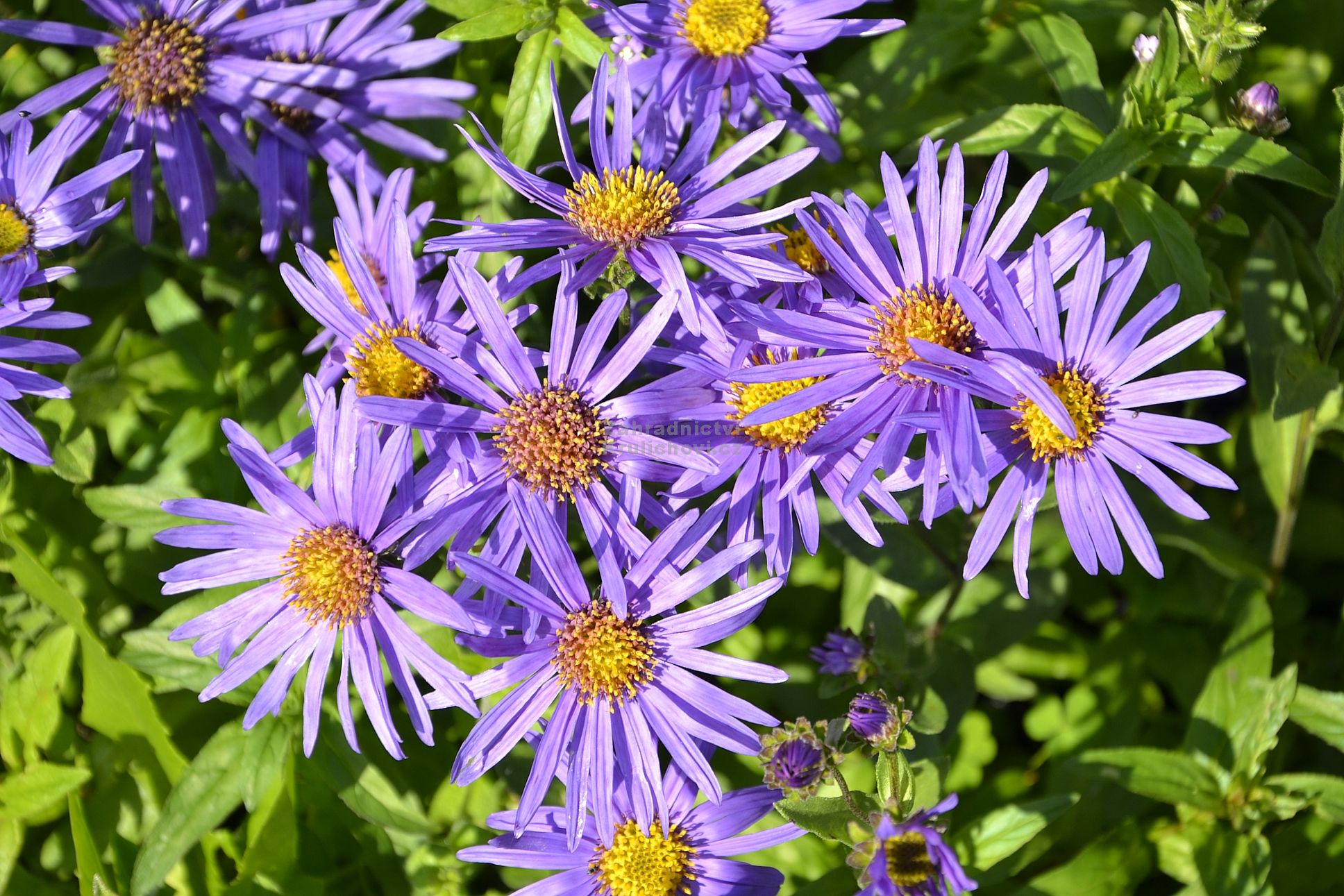 Aster amellus " Blue King " - astra, hvězdnice chlumní Zahradnictví ...