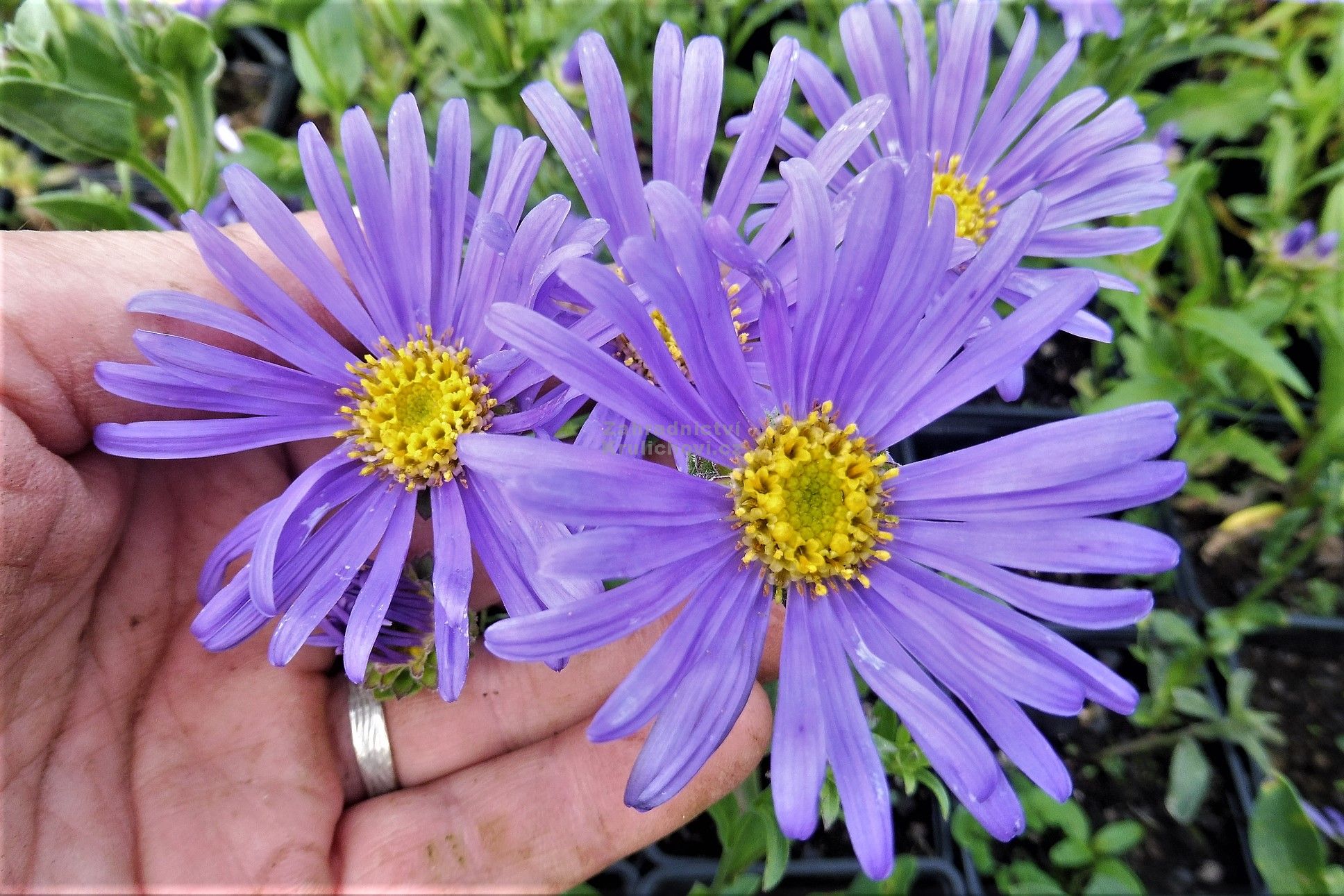 Aster amellus " Blue King " - astra, hvězdnice chlumní Zahradnictví ...
