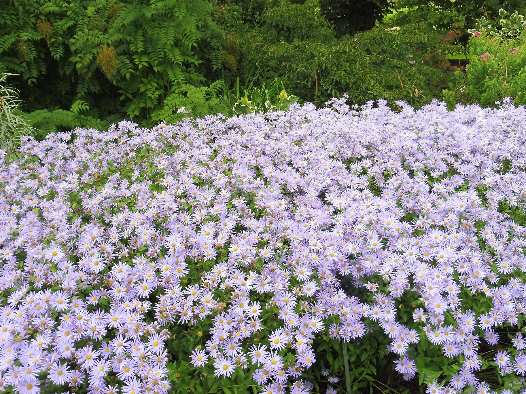 Aster x frikartii " Mönch " - astra, hvězdnice Zahradnictví Krulichovi ...