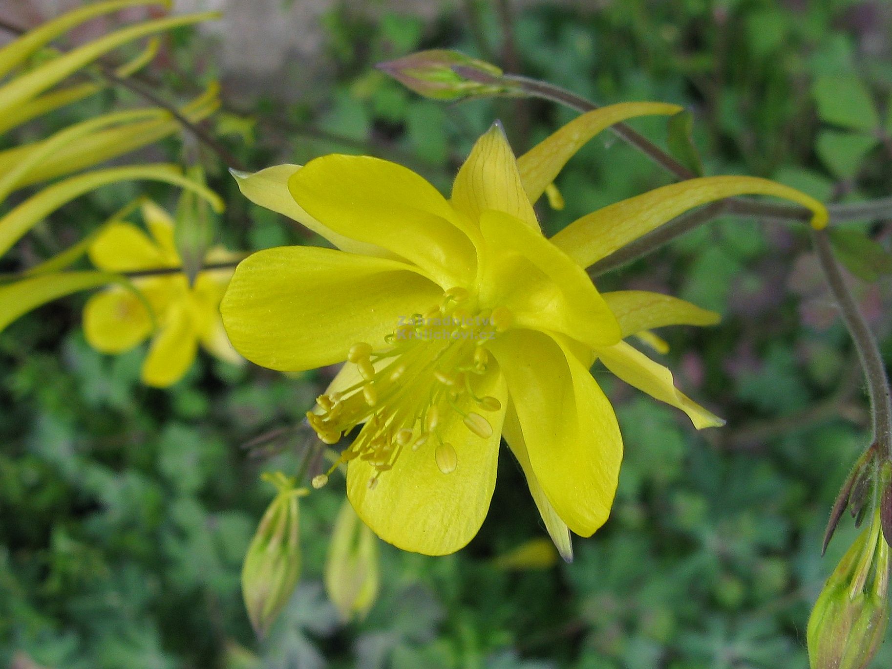 Aquilegia chrysantha " Yellow Queen " - orlíček Zahradnictví Krulichovi ...