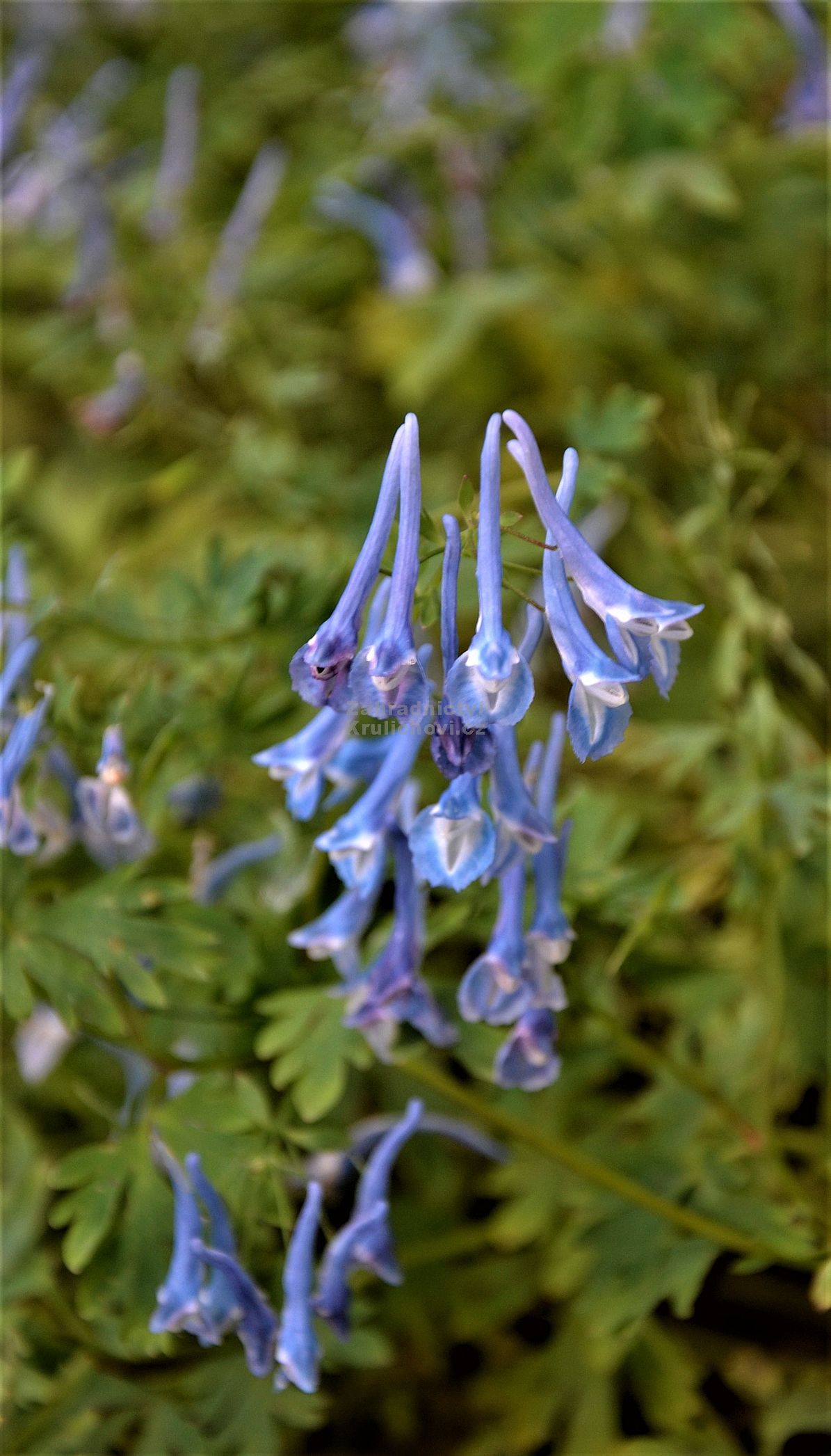 Corydalis calycosa - dymnivka Zahradnictví Krulichovi - zahradnictví ...