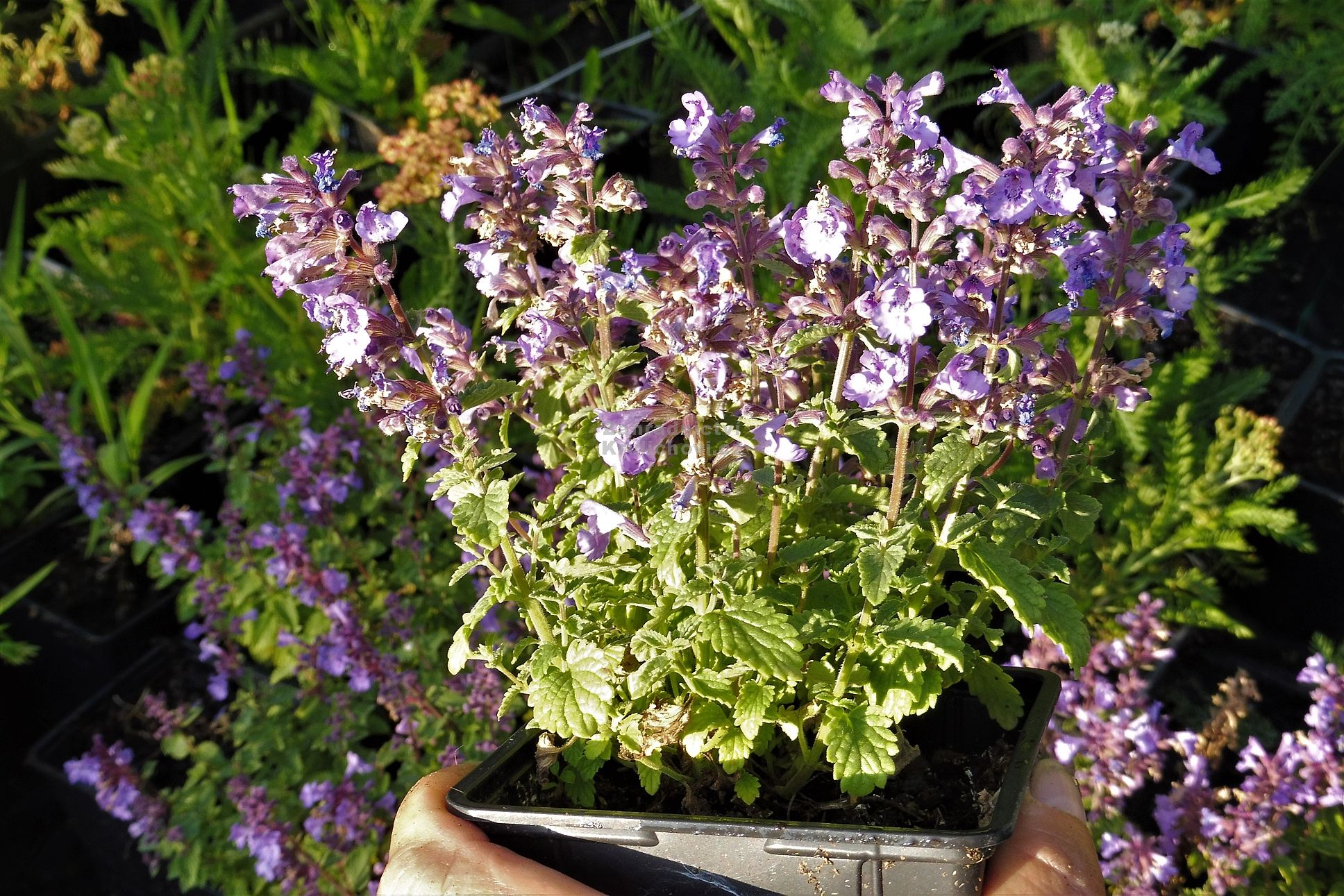 Nepeta faassenii " Kitten Around " ® - šanta Zahradnictví Krulichovi ...