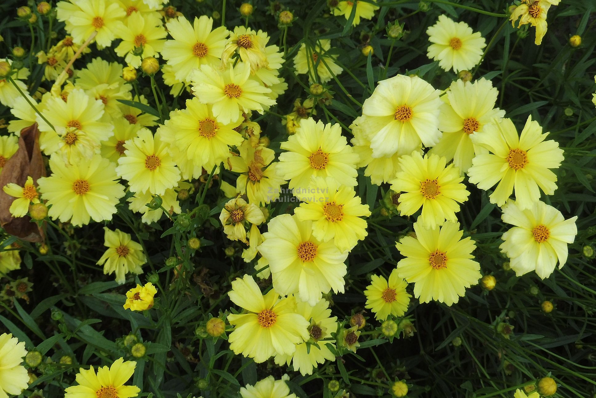 Coreopsis " Full Moon " ® - krásnoočko Zahradnictví Krulichovi ...