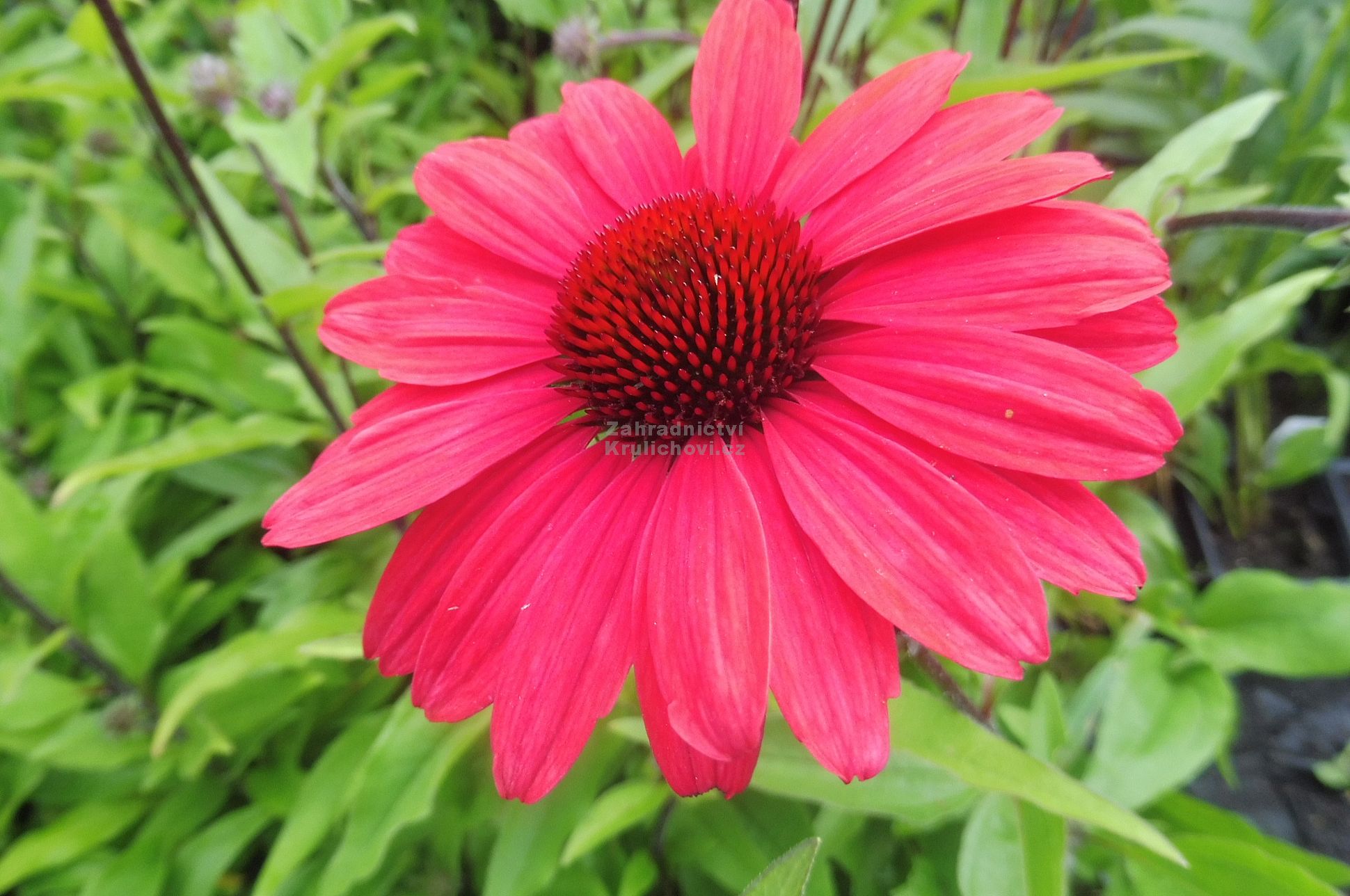 Echinacea " SunSeekers Red " ® - třapatkovka Zahradnictví Krulichovi ...