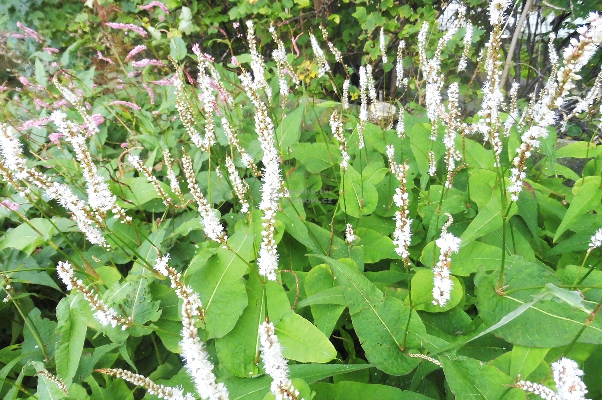 Persicaria amplexicaulis " Alba Junior " ® - rdesno Zahradnictví ...