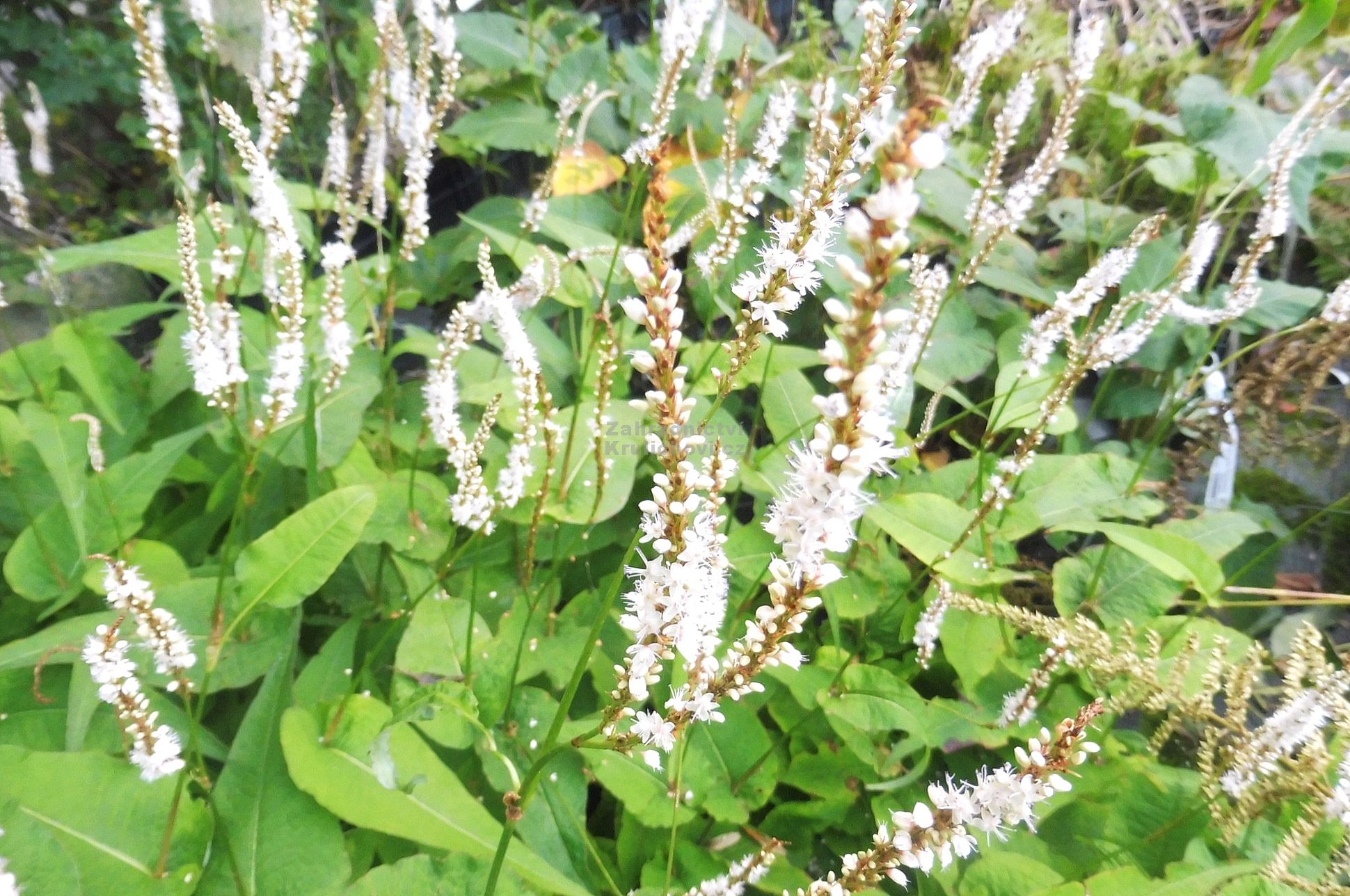 Persicaria amplexicaulis " Alba Junior " ® - rdesno Zahradnictví ...