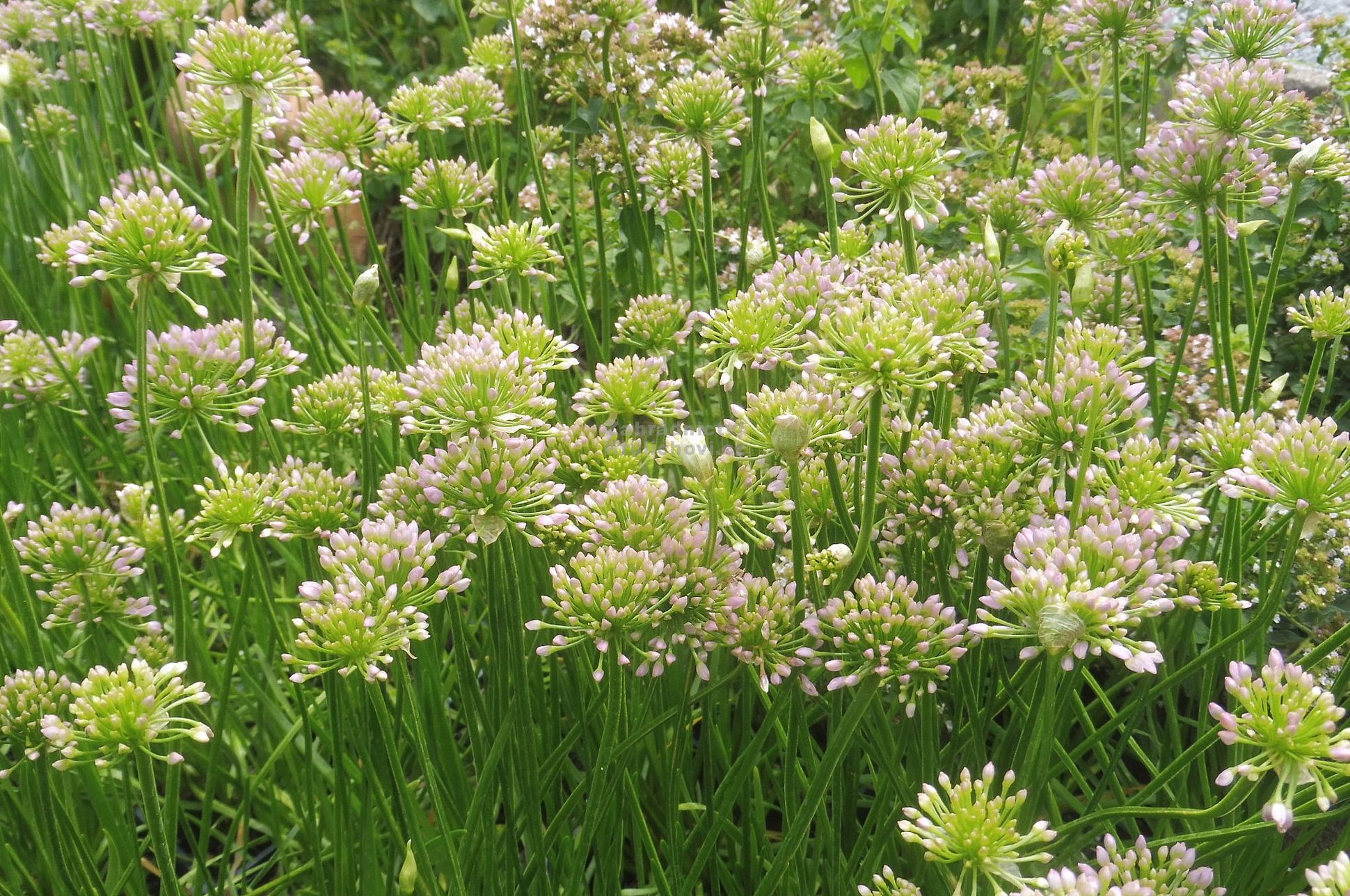 Allium senescens " Avatar " - česnek šerý Zahradnictví Krulichovi ...