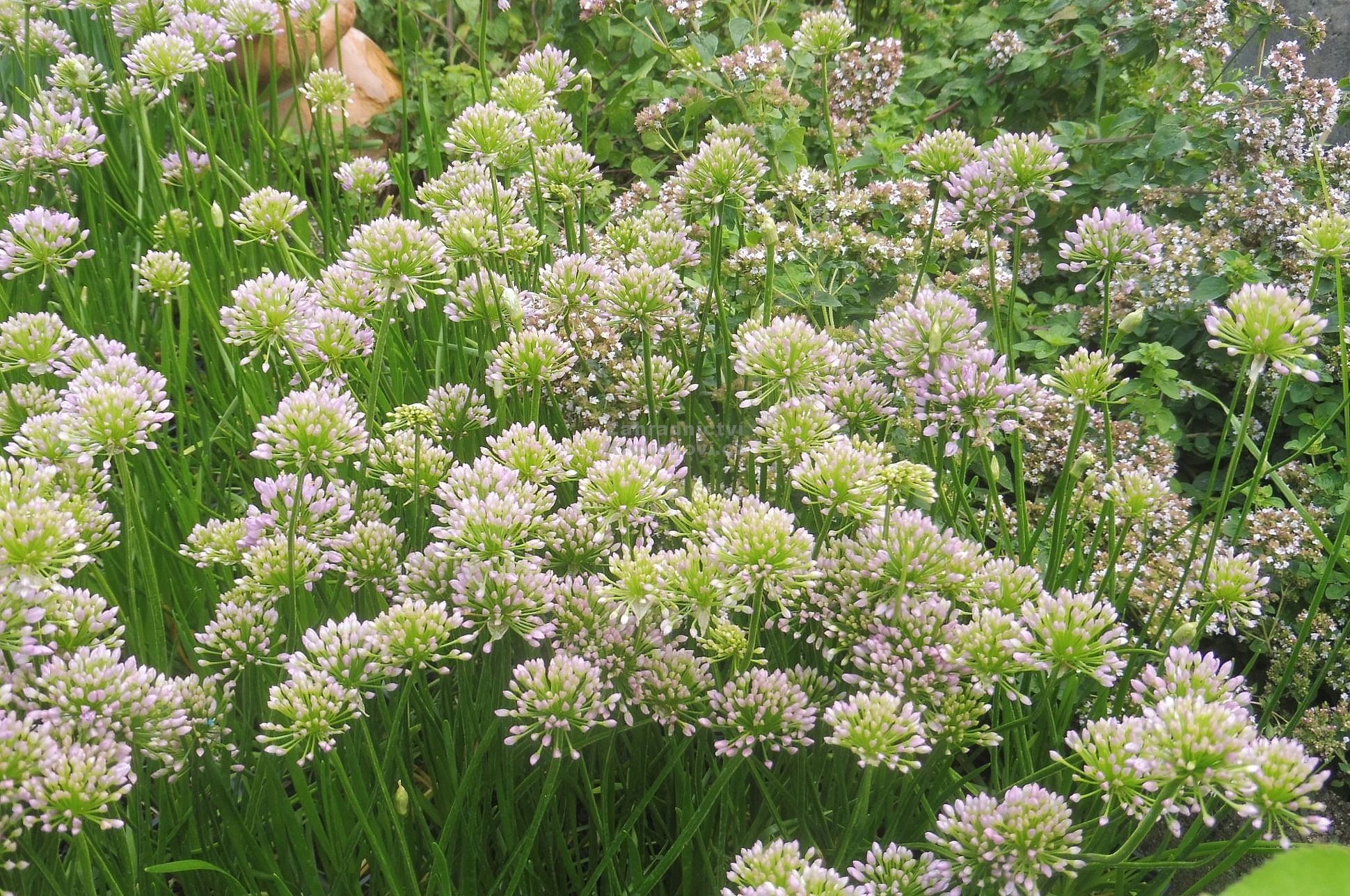 Allium senescens " Avatar " - česnek šerý Zahradnictví Krulichovi ...