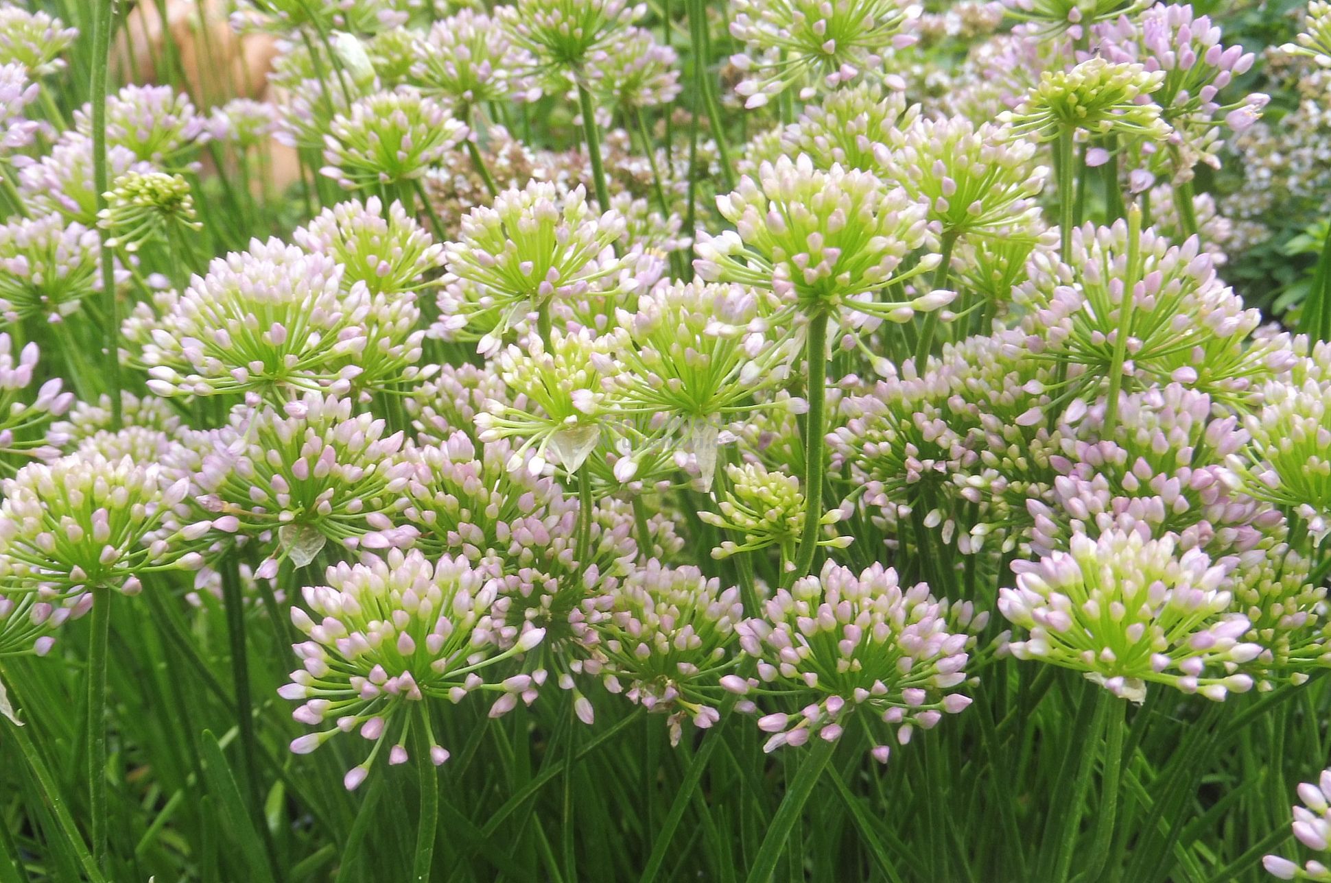 Allium senescens " Avatar " - česnek šerý Zahradnictví Krulichovi ...
