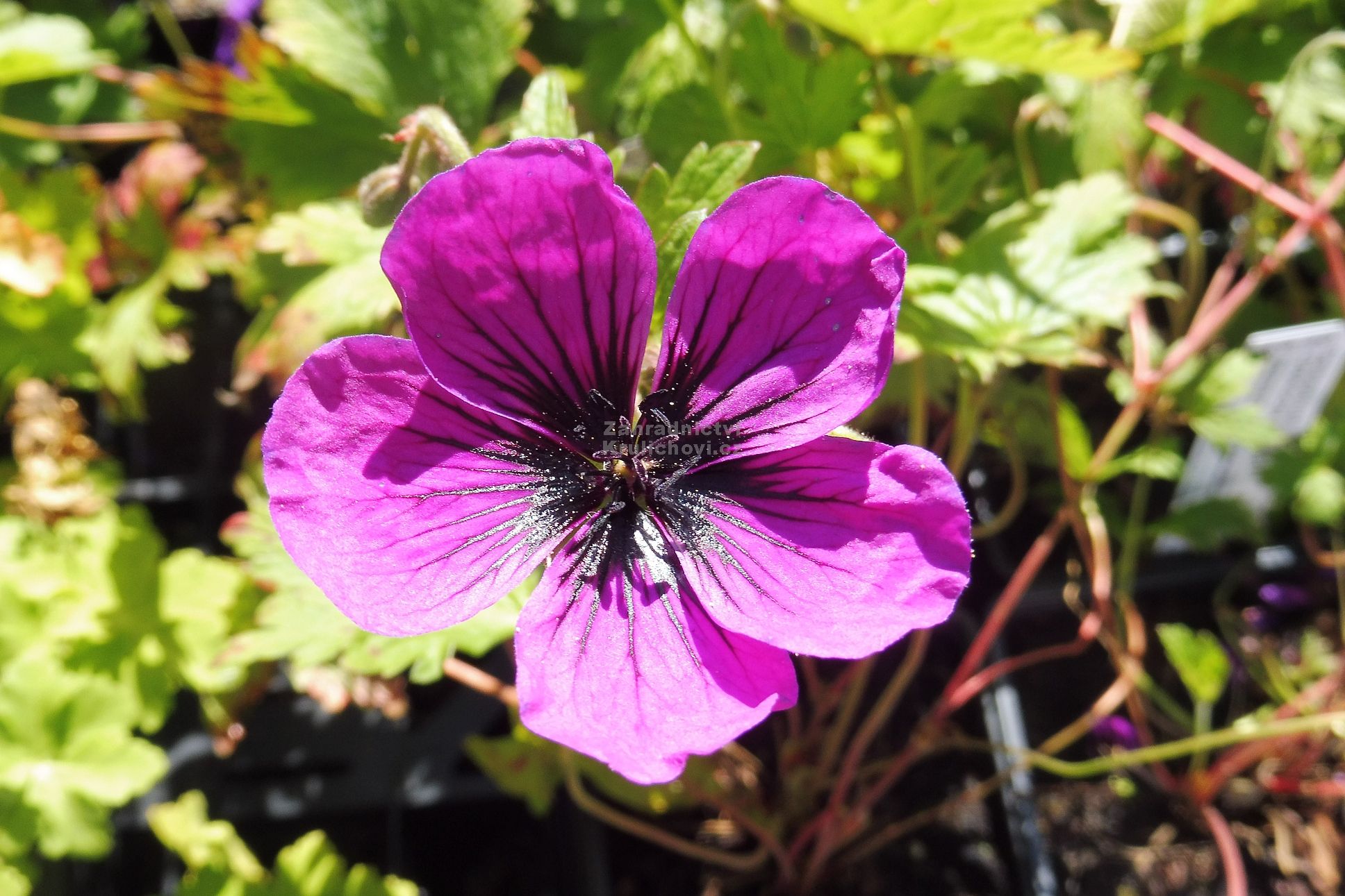 Geranium " Dragon Heart " ('Bremdra' PBR ) - kakost Zahradnictví ...