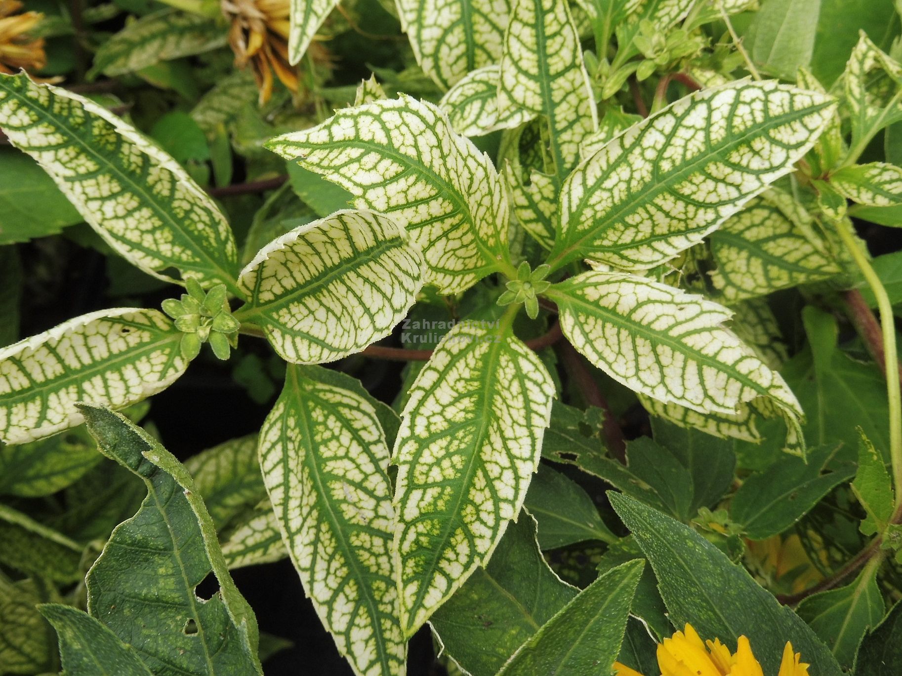 Heliopsis helianthoides " Double Sunstruck " ® - janeba Zahradnictví ...