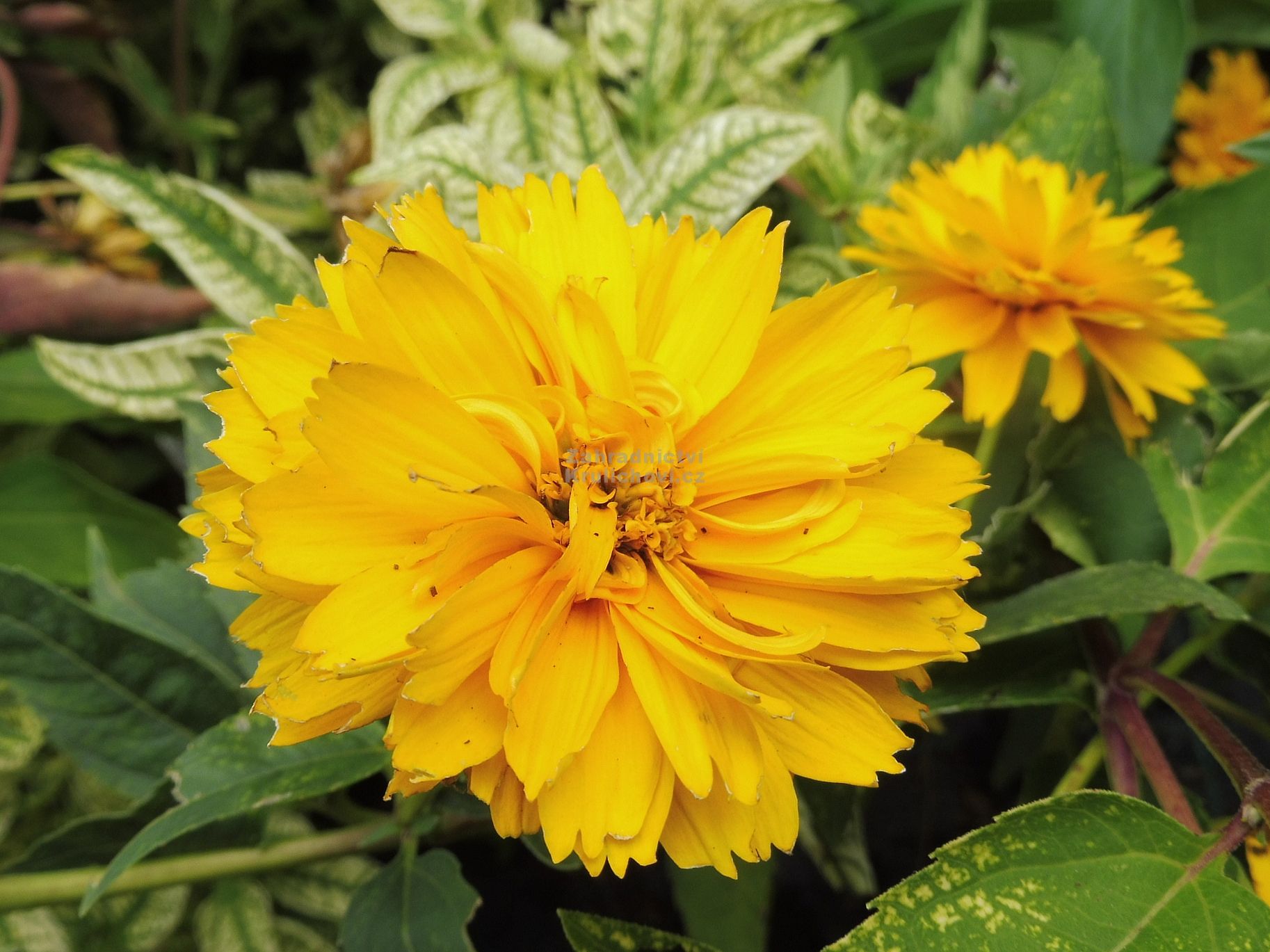 Heliopsis helianthoides " Double Sunstruck " ® - janeba Zahradnictví ...