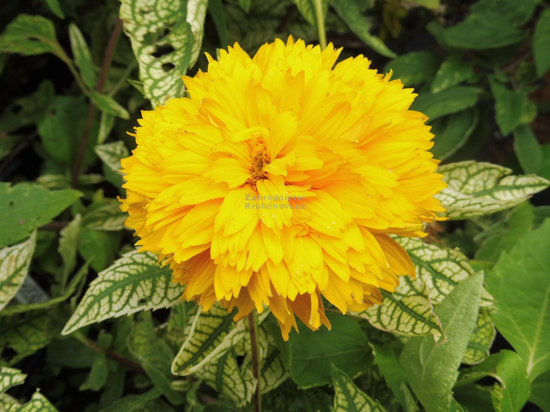 Heliopsis helianthoides " Double Sunstruck " ® - janeba Zahradnictví ...