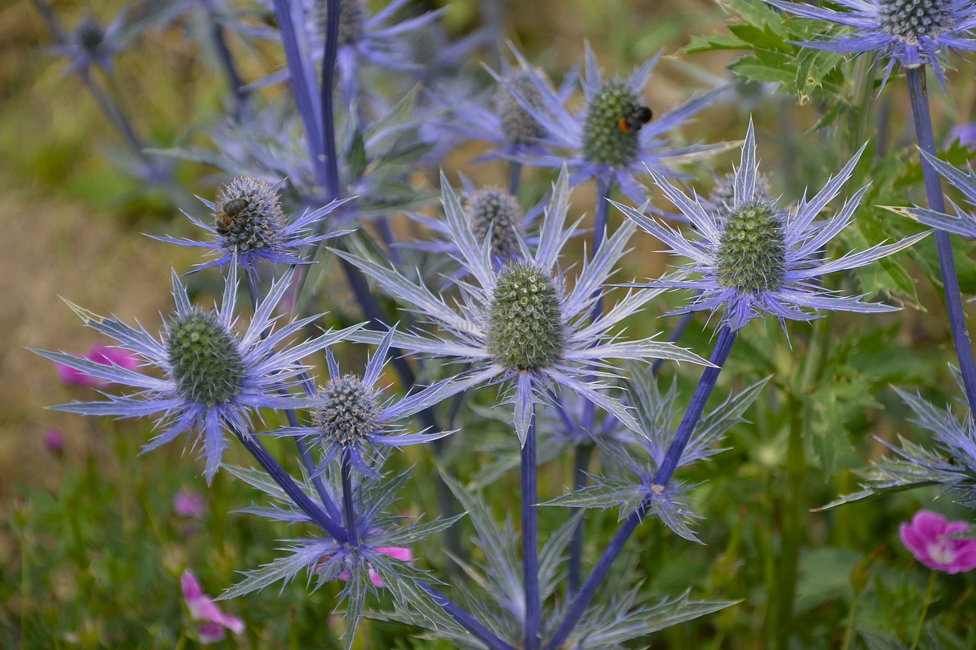 Eryngium x zabelii " Big Blue " ® - máčka Zahradnictví Krulichovi ...