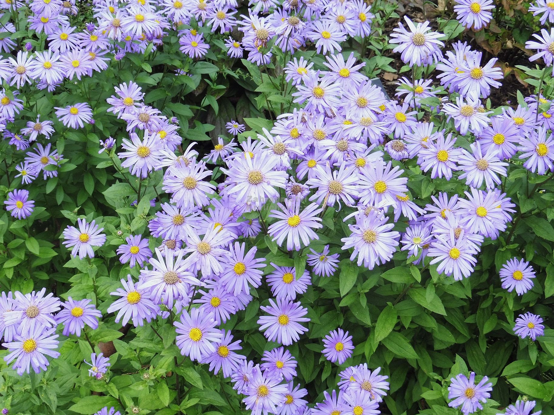 Aster x frikartii " Jungfrau " - astra, hvězdnice Zahradnictví ...